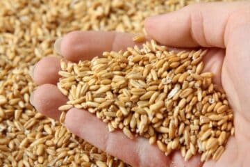 5 Easy Miraculous Oat Groats Recipes for a Fit Life - Fitness Bash